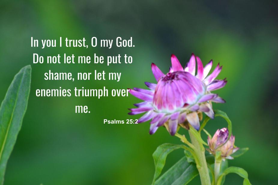Psalm 25:2 – Aji's Home
