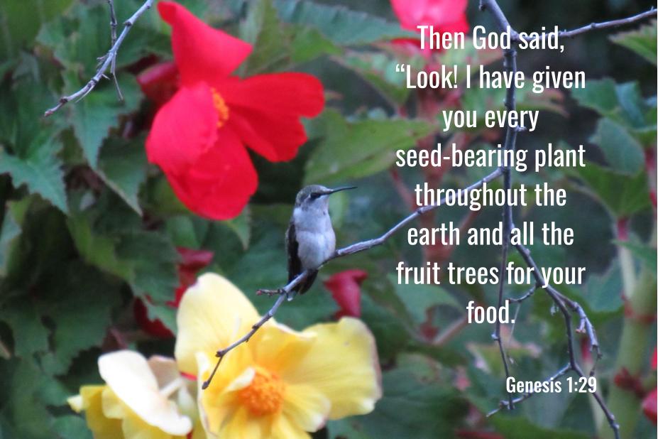 Genesis 1:29 – Aji's Home