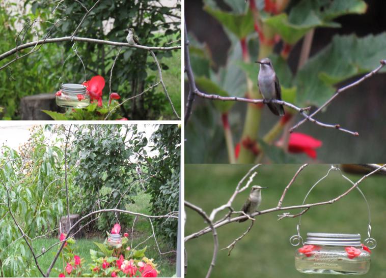 Attract Hummingbirds with Tree Branch Perches – Aji's Home