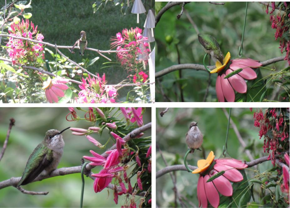 How to Create Perfect Hummingbird Perches Using Tree Branches – Aji's Home