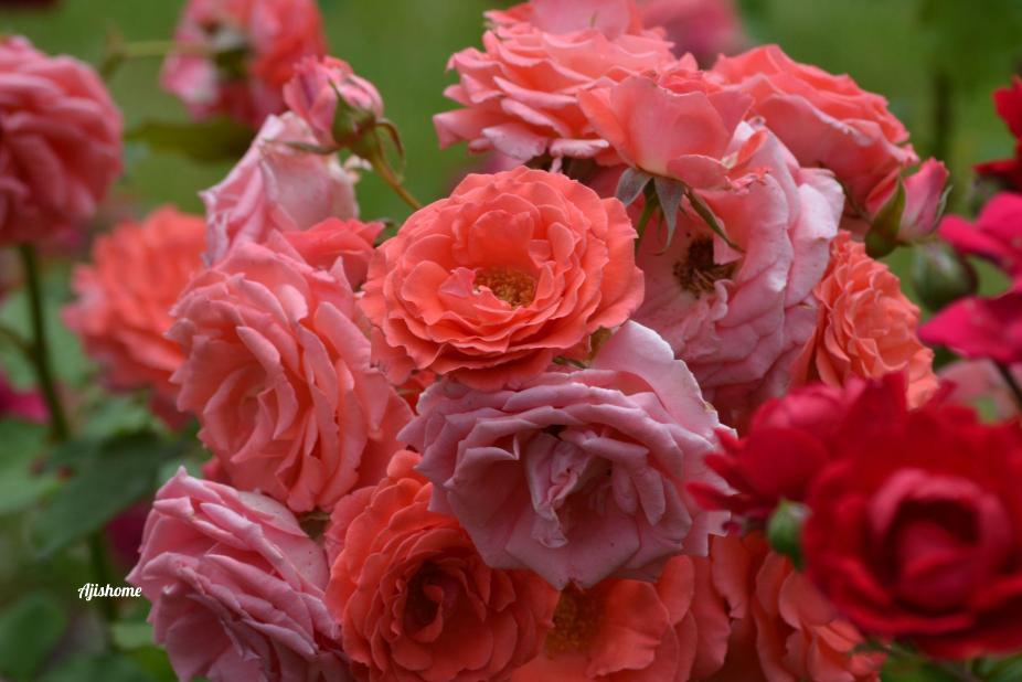 Our rose collection- #3 Rosa ‘Climbing America’ – Aji's Home