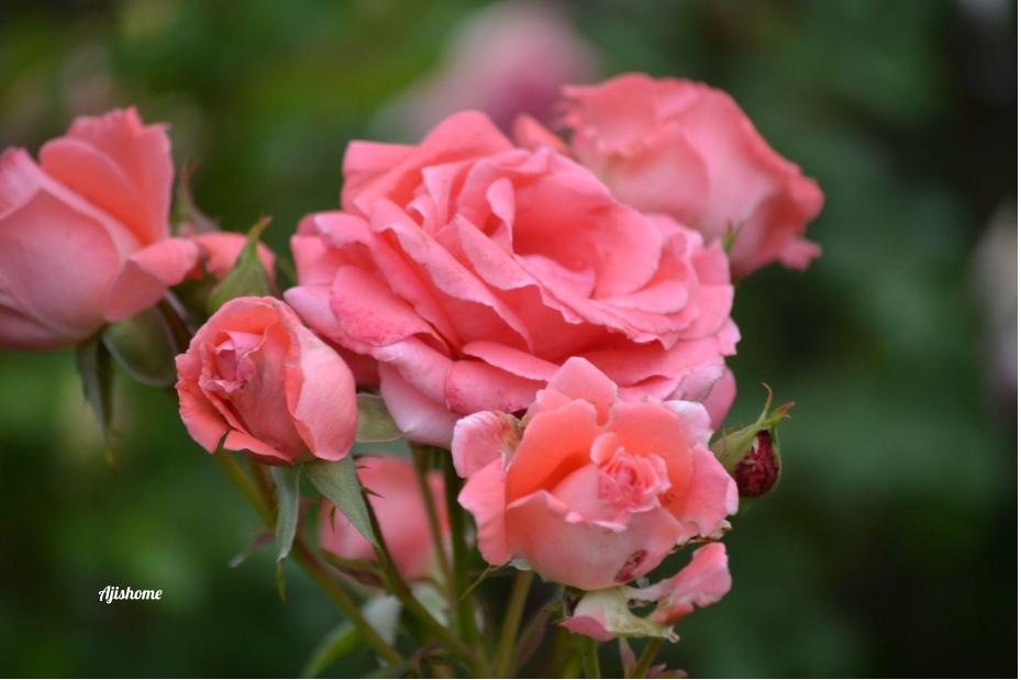 Our rose collection- #3 Rosa ‘Climbing America’ – Aji's Home