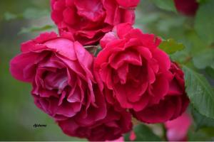 Don Juan rose – Aji's Home