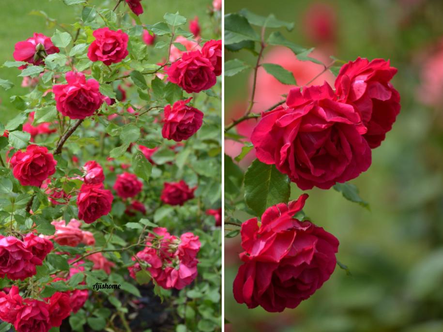 Don Juan rose – Aji's Home