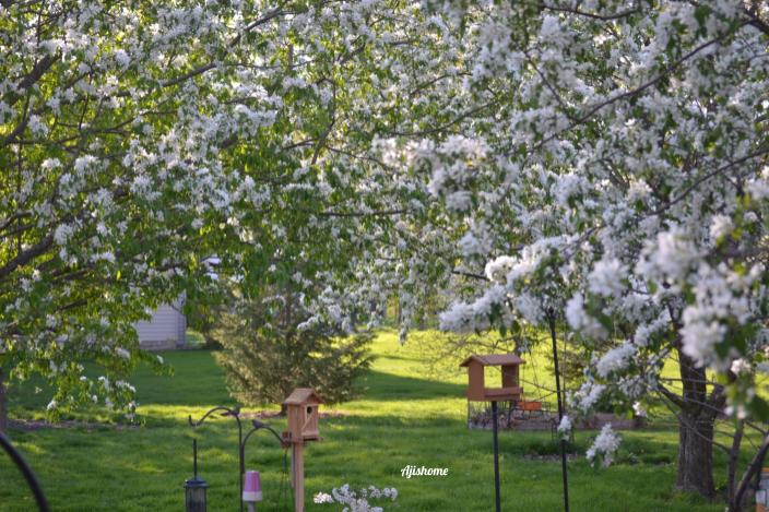 Joyful Spring Moments in our Backyard – Aji's Home