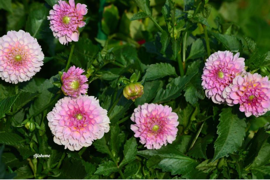 Stolze von Berlin: Ball Dahlia – Aji's Home