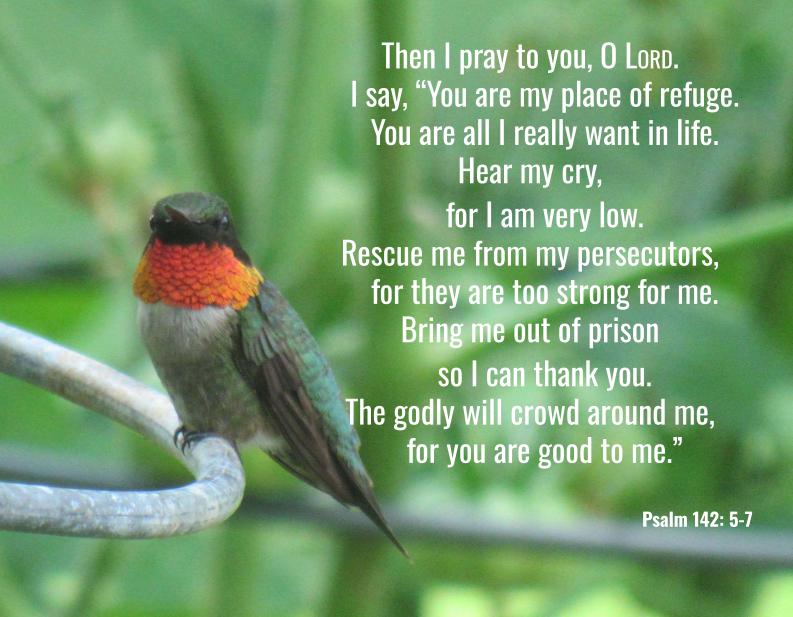 Psalm 142 – Aji's Home